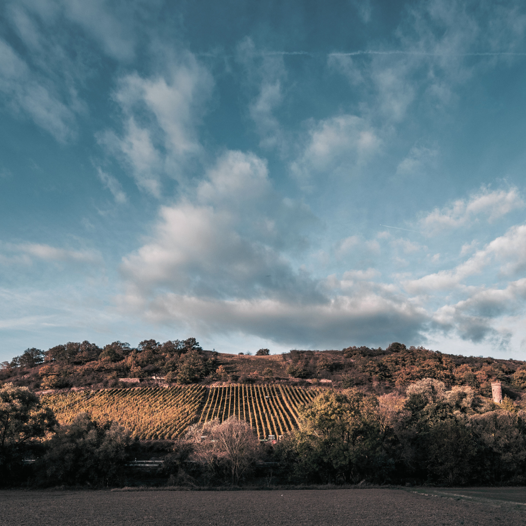 Weine von Wagner-Stempel